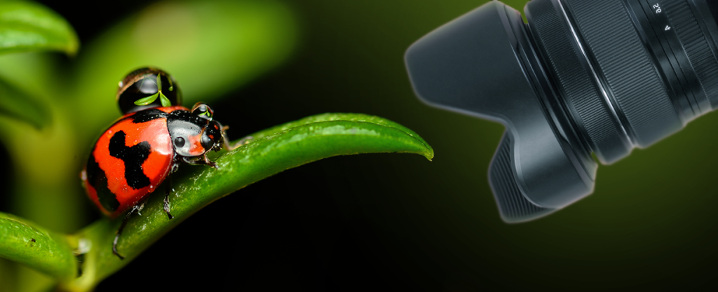 Simple Macro Photography Tips and Ideas